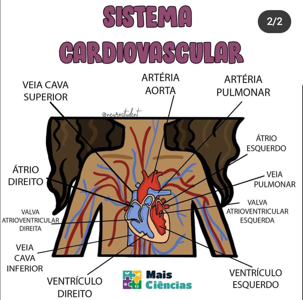 Sistema Cardiovascular - Mais Ciências - Professora Rafaela Lima ...