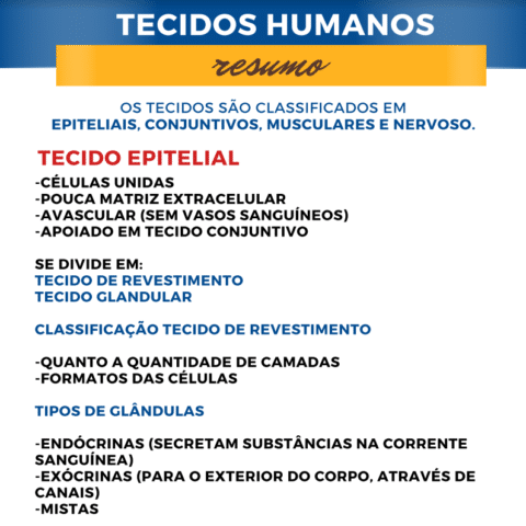 Tecidos Humanos - Mais Ciências - Professora Rafaela Lima ciências e ...